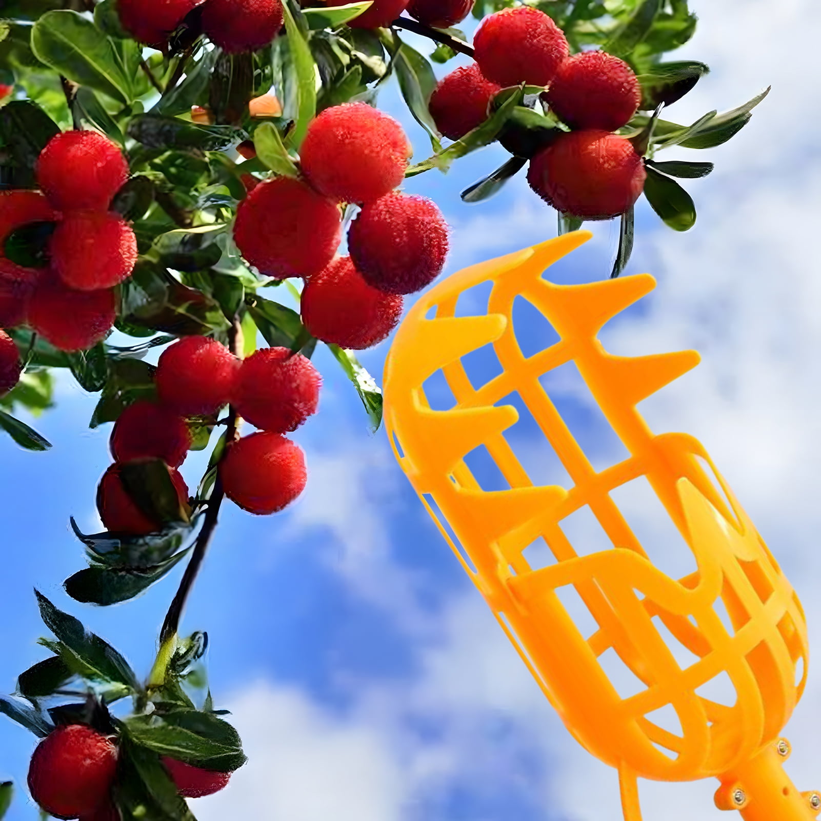 ZenCart Fruit Picker Tool Fruit Harvesting Basket with Teeth Light ...