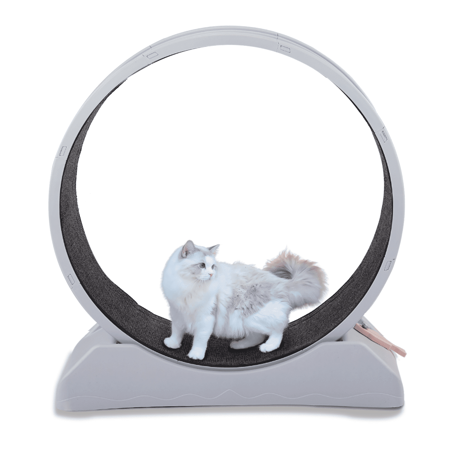 Qiushi 31inch Cat Exercise Wheel,Cat Wheels for Indoor Cats,Plastic Cat ...