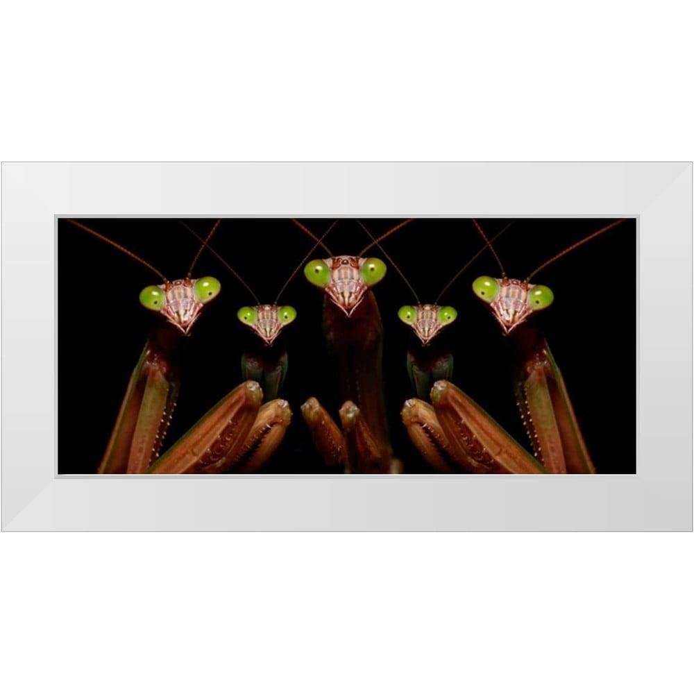 Zephyr, Patrick 18x10 White Modern Wood Framed Museum Art Print Titled ...