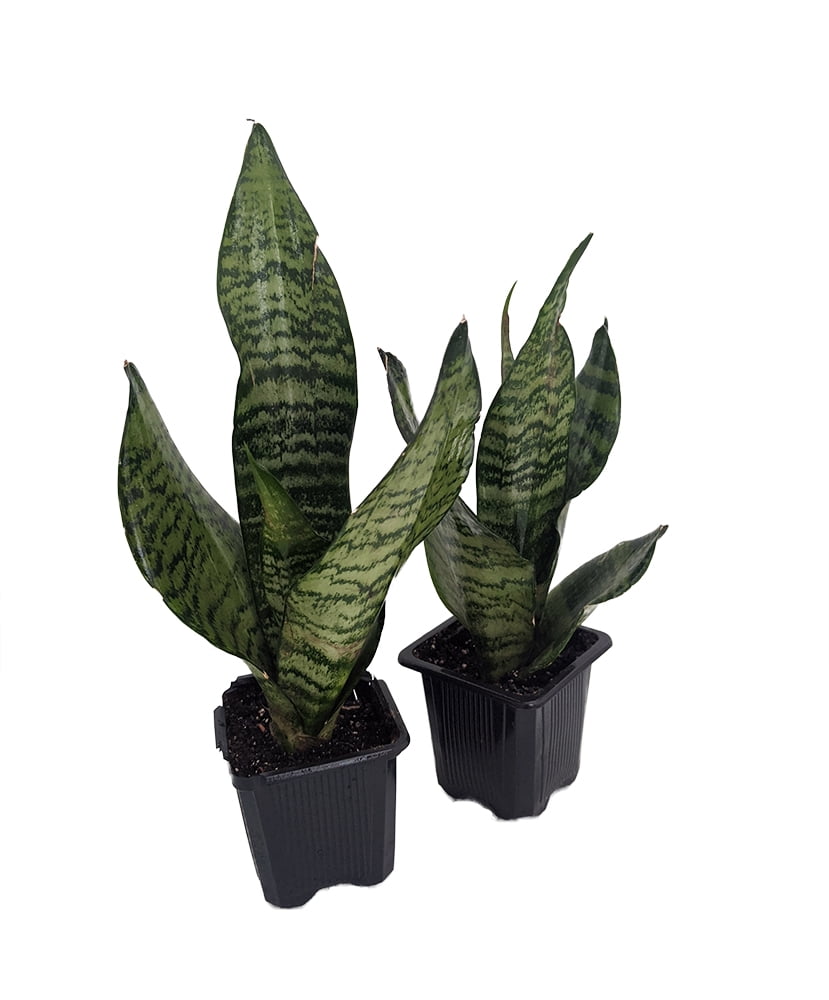 Zeylanica Snake Plant - Sanseveria - 2 Plants - 3" Pots - Walmart.com