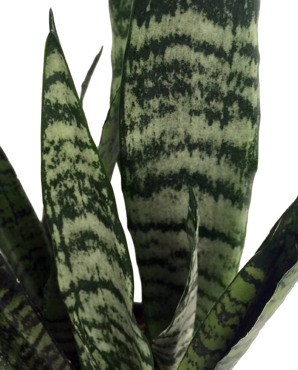 Zeylanica Snake Plant - Sanseveria - 4" Pot - Walmart.com