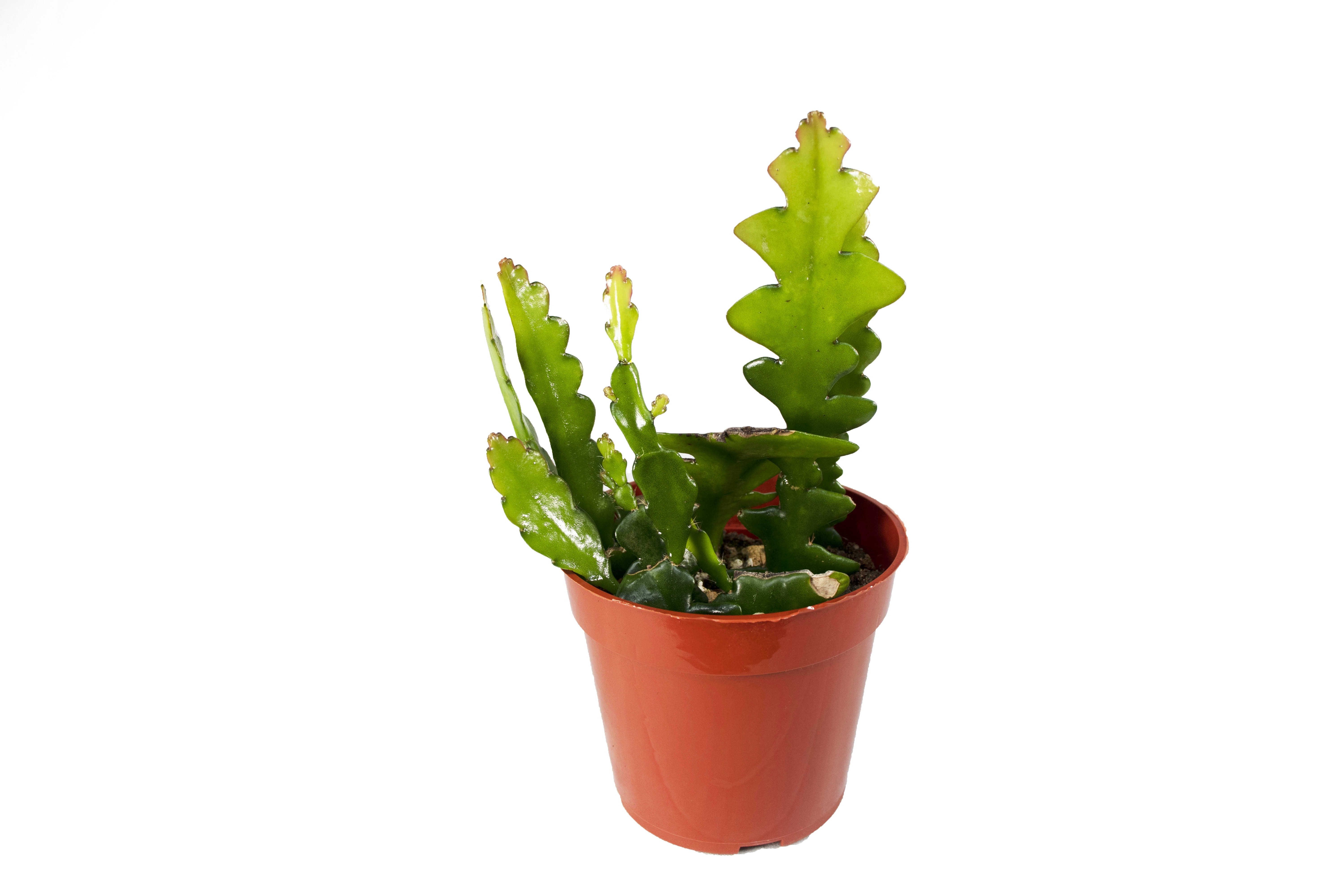 Zig Zag Cactus - 4" from California Tropicals - Walmart.com