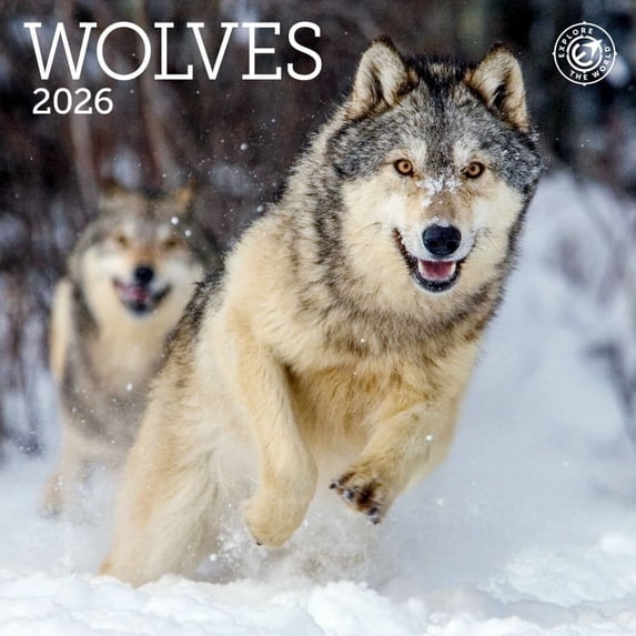 Ziga Media, Wolves 2026 Mini Wall Calendar, 7'' X 7'', 16-Month ...