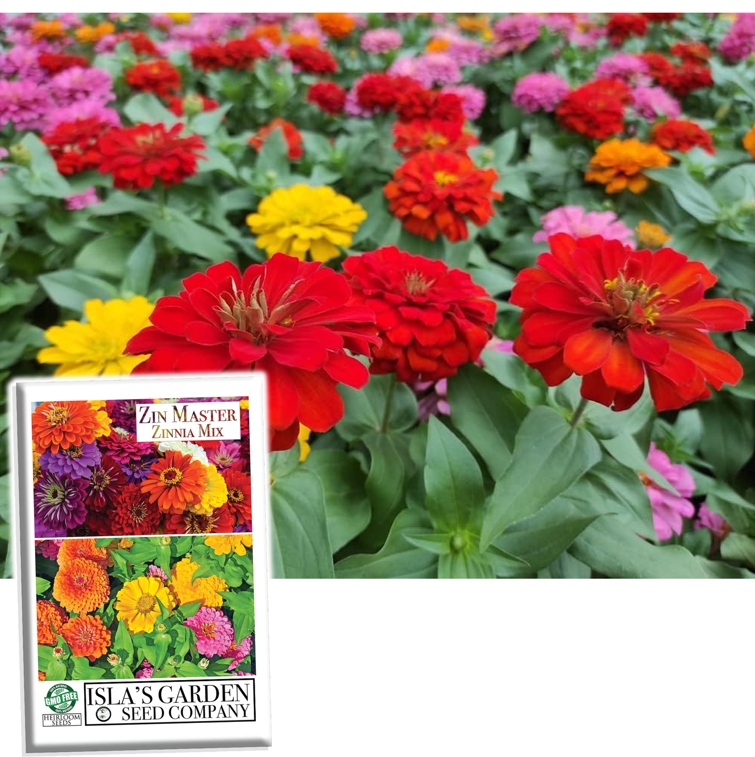 Zin Master Mix Zinnia (Zinnia elegans) Seeds - 200+ Non-GMO Heirloom ...