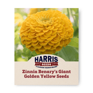 50 GLOBE AMARANTH MIX Gomphrena Globosa Mixed Colors Amaranthus Flower ...