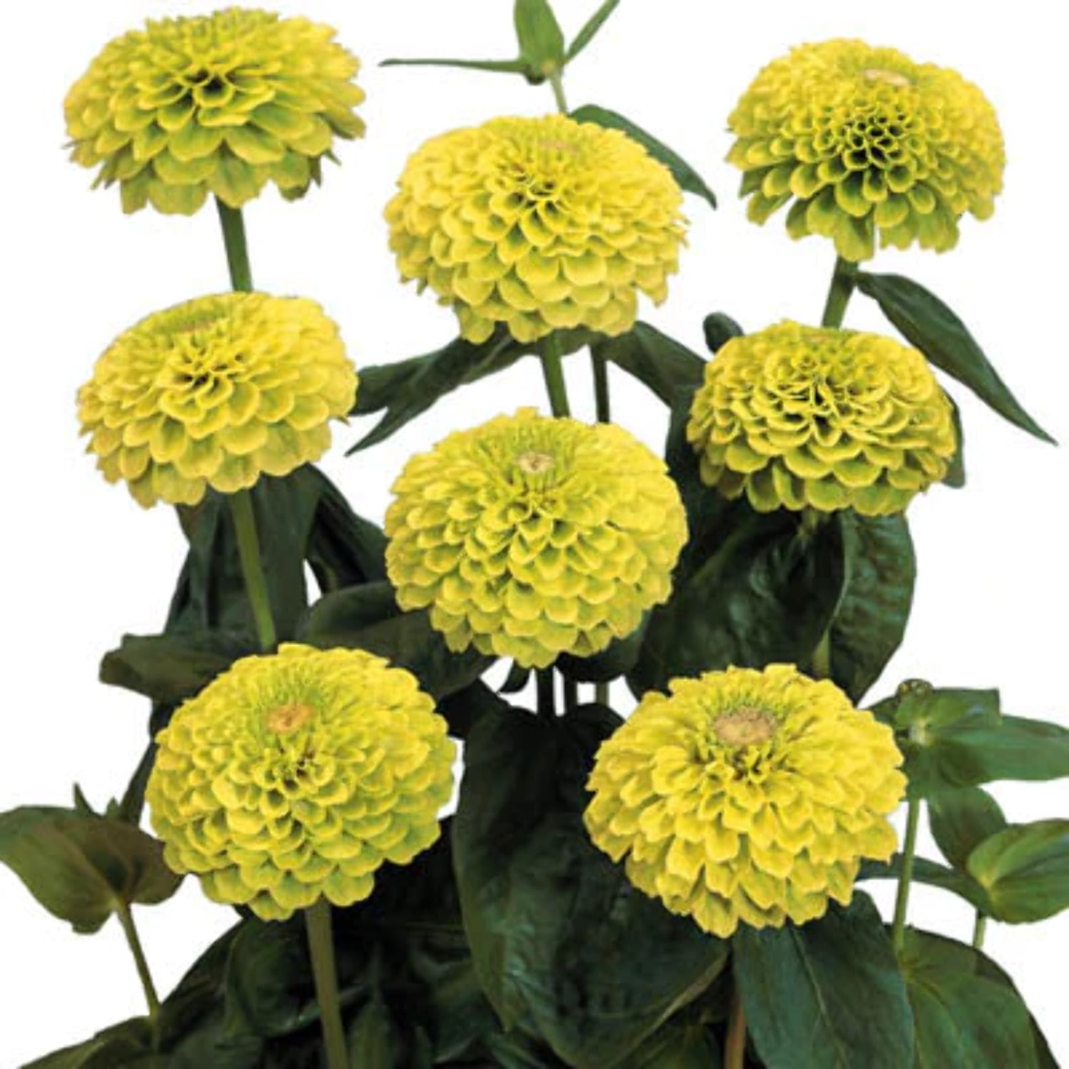 Zinnia Benary's Giant Lime Seed, Untreated, 50 Seeds - Walmart.com