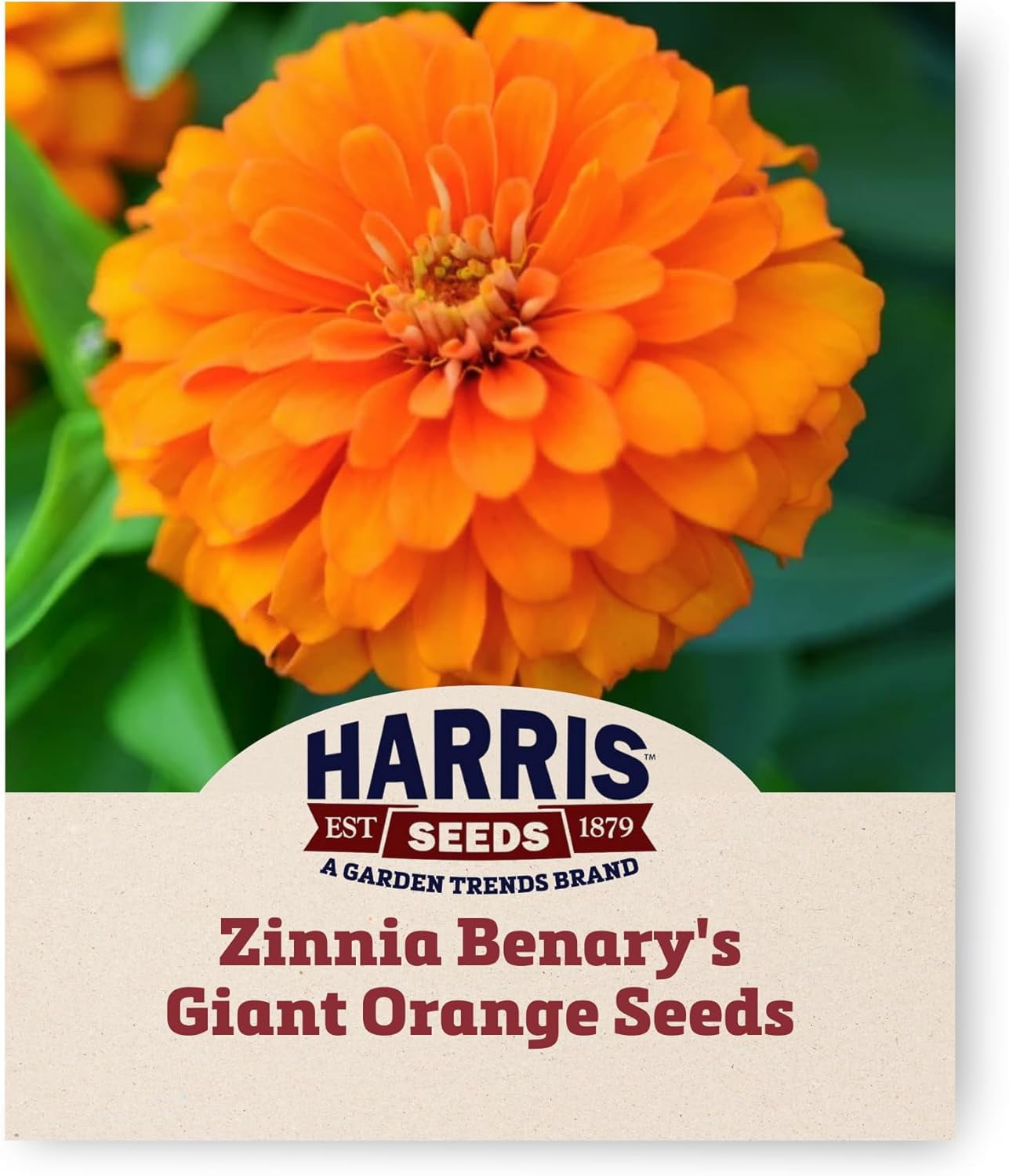 Harris Seeds - Zinnia Seeds - Benary's Giant Orange Colorful Flowers ...
