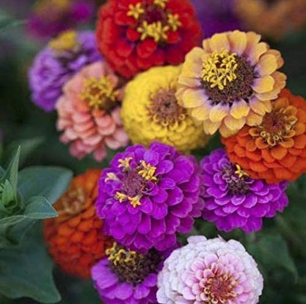 Zinnia Button Box Mix Flower Seeds (Dwarf), 100 Heirloom Flower Seeds ...