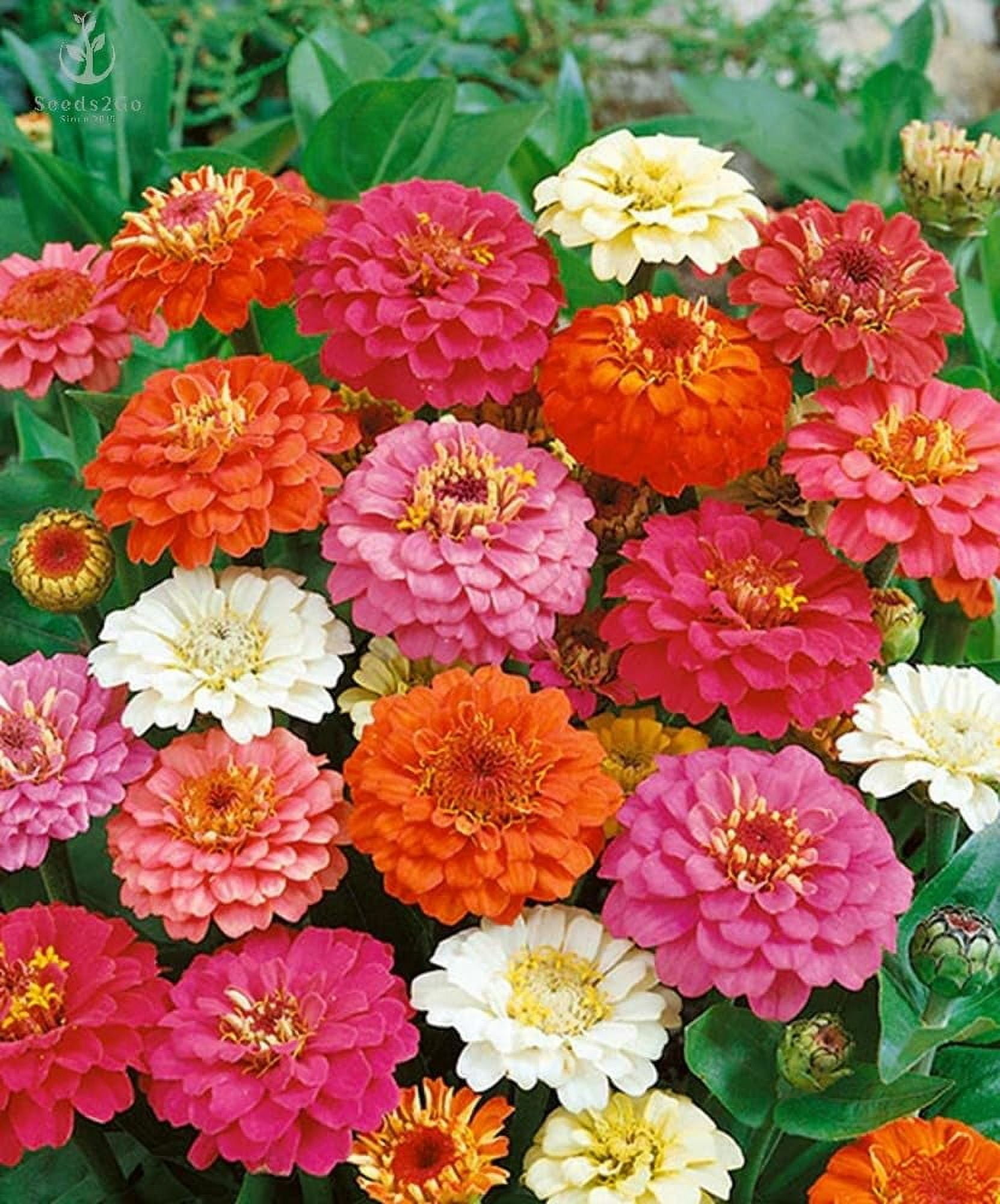 Zinnia California Giant Flower Seeds, Bulk ITL1 Pack 8 Oz, 22,000 ...
