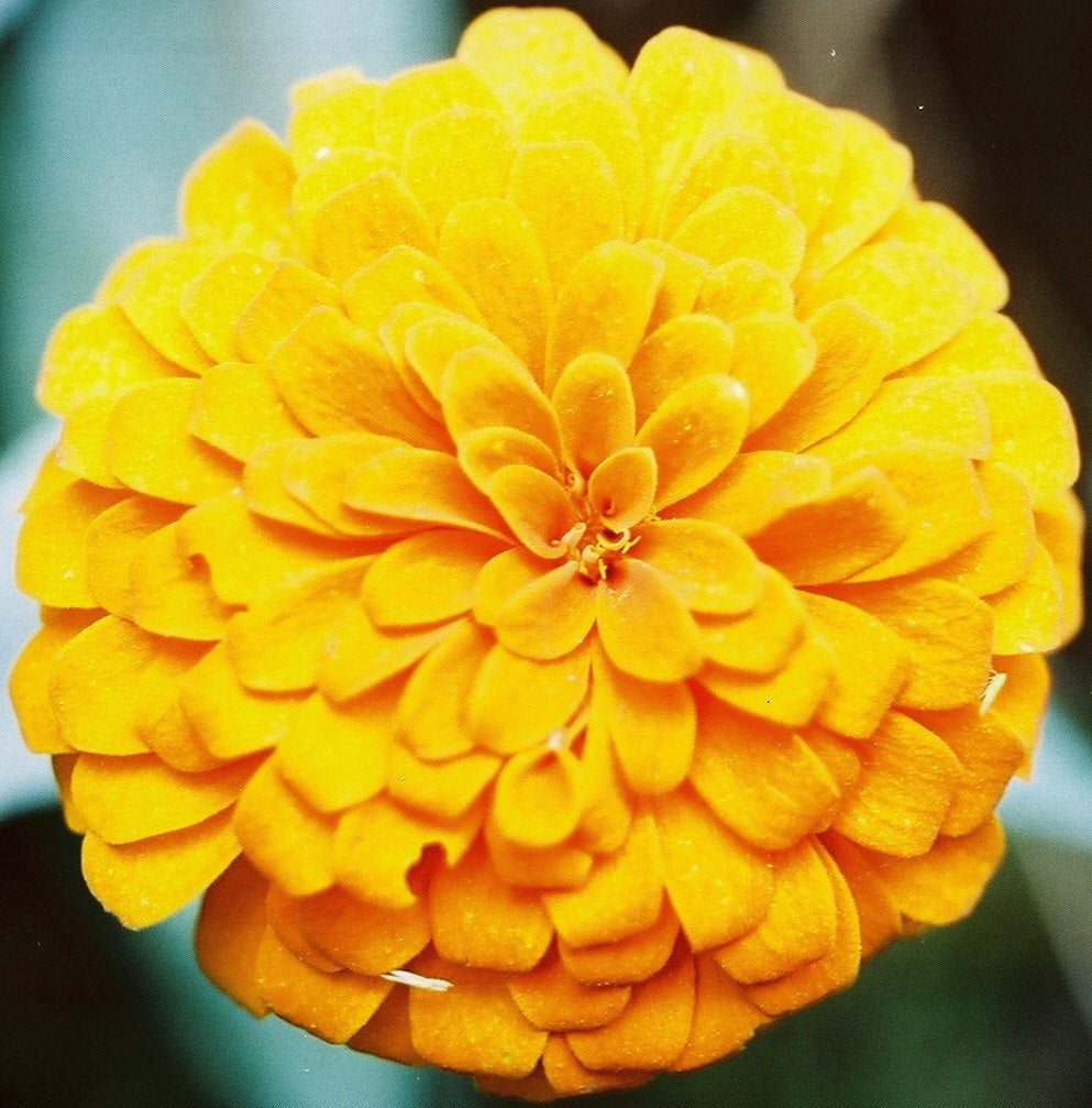 Zinnia Canary Bird Seeds/ Annual/ Full Sun/ 4000 Seeds 1oz/ Zellajake ...