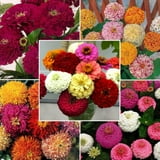 Zinnia Cut Flower Sampler Collection Seed - Walmart Business Supplies