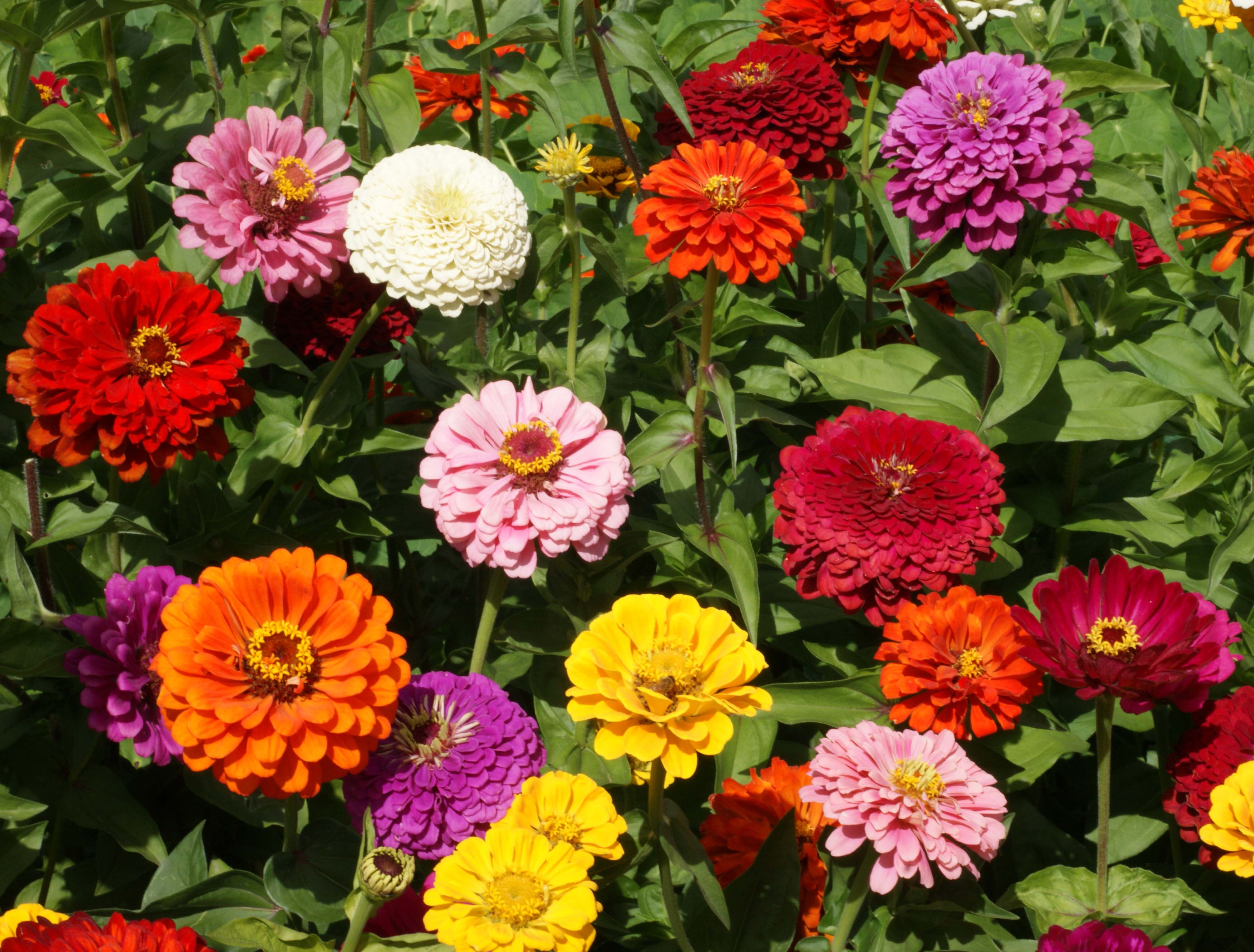 Zinnia Dahlia Flowered Mixture Nice Garden Flower By Seed Kingdom 4,000 ...