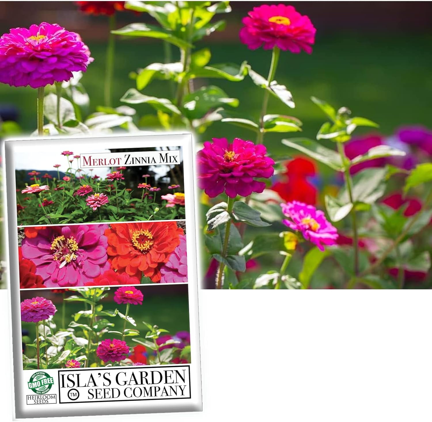 Zinnia "Merlot Mix" Flower Seeds for Planting, 200+ Flower Seeds Per ...