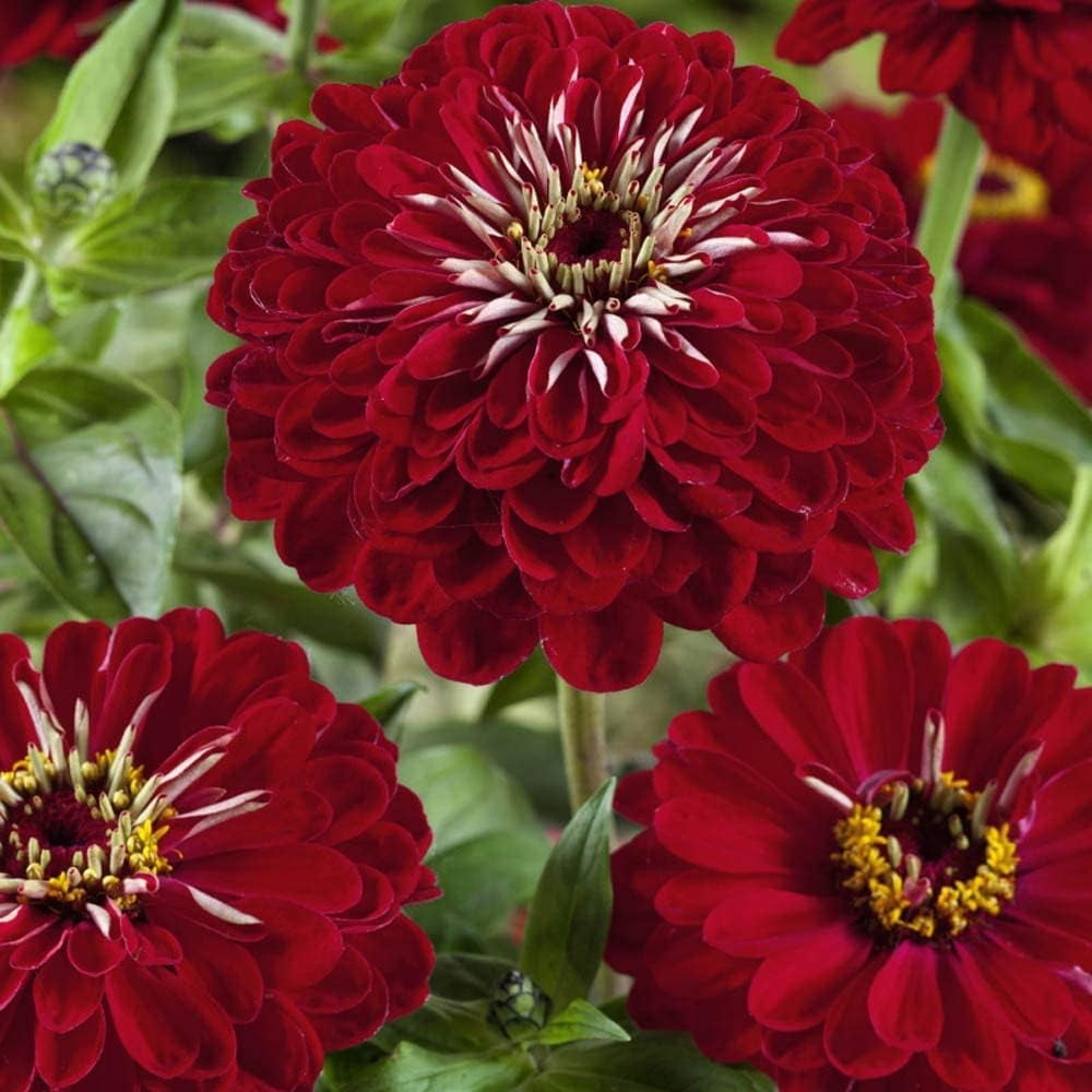 Zinnia Meteor Flower Seeds, Burgandy/Red 100 Heirloom Flower Seeds Per Packet, Non GMO Seeds ...