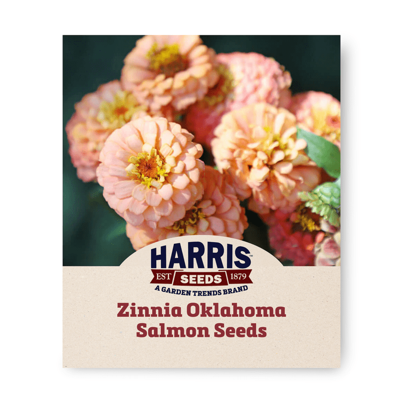 Harris Seeds - Zinnia Seeds - Oklahoma Salmon Flower Heirloom Packet ...