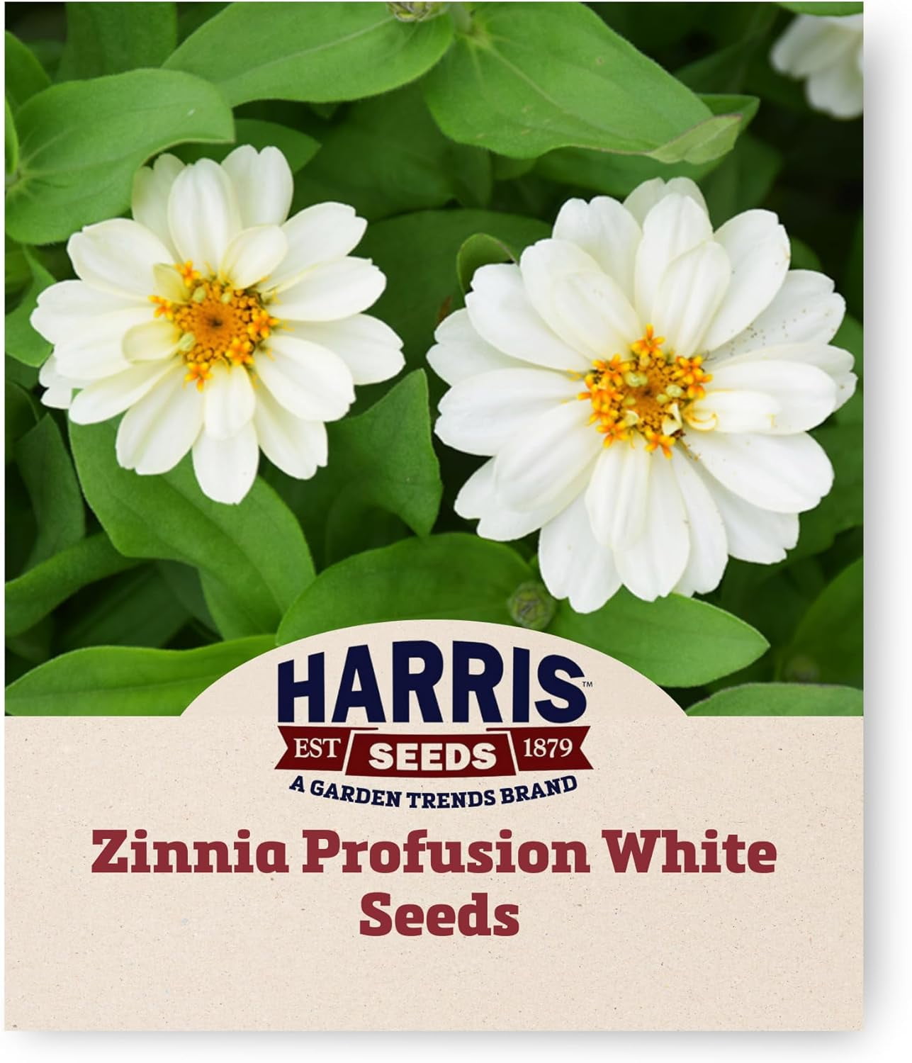 Harris Seeds - Zinnia Seeds Profusion Pure White Flowers Non-GMO - 250 Seeds - Walmart.com