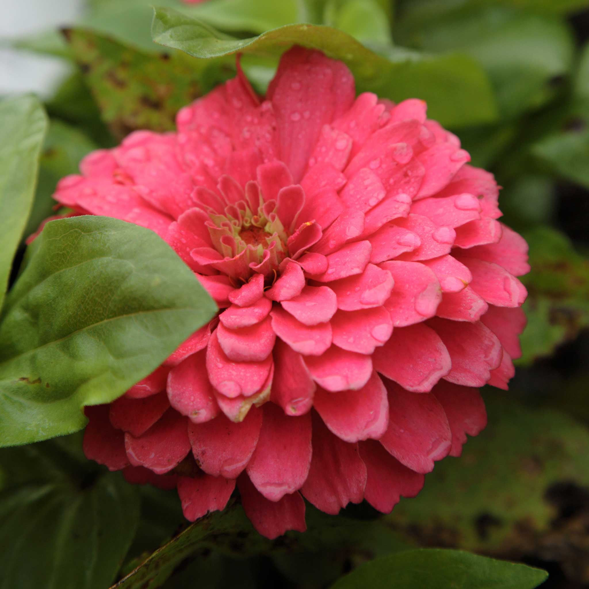 Zinnia Seeds - Benary Giant Coral - Packet - Pink Flower Seeds, Open ...