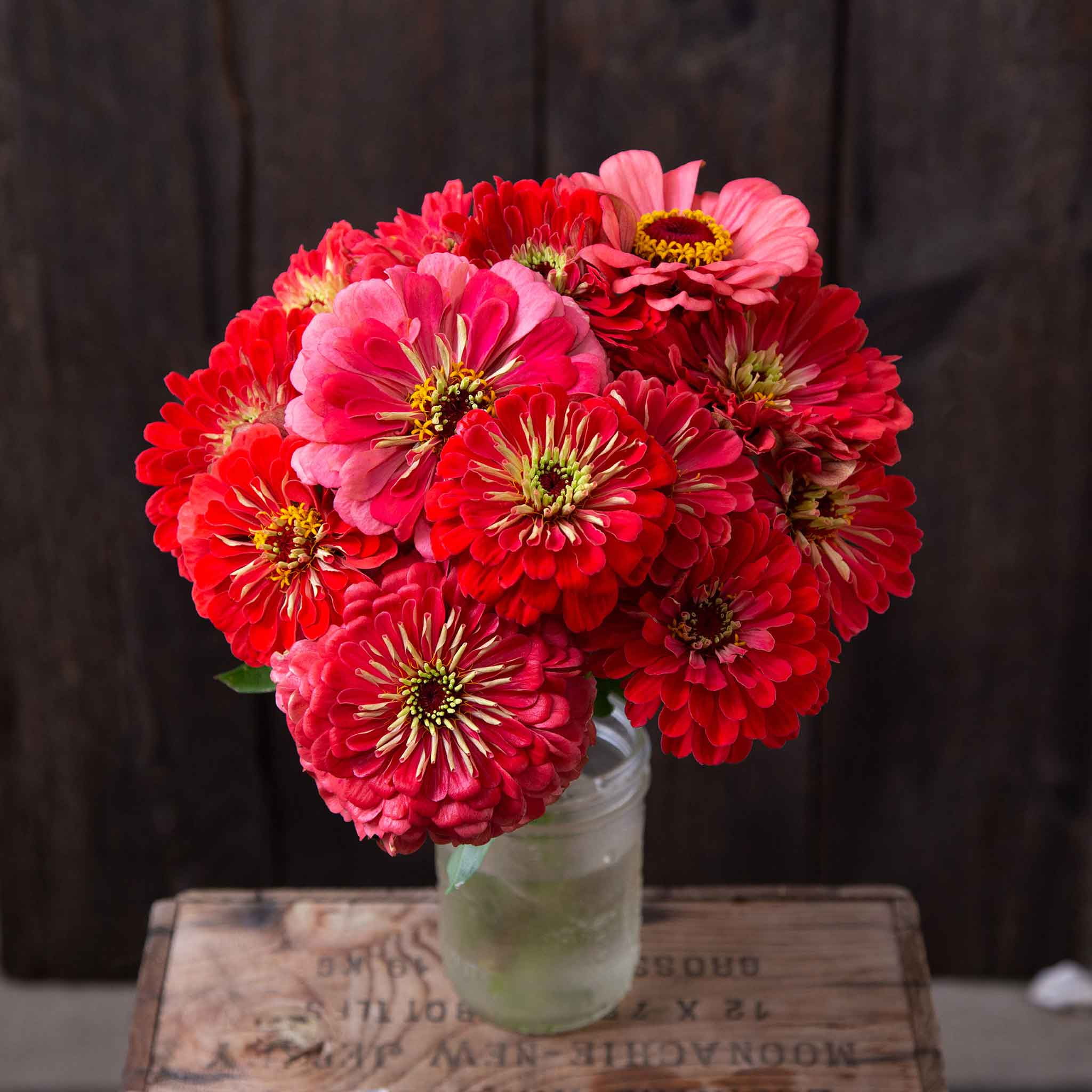 Zinnia Seeds (Organic) - Giant Coral - Packet - Pink Flower Seeds ...