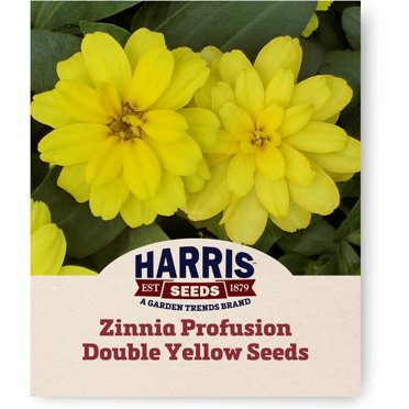 Zinnia Benary's Giant Bright Pink Seed - Walmart.com