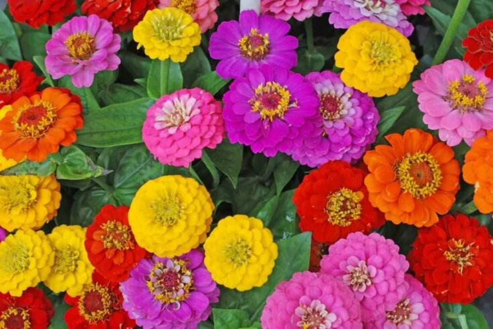 Zinnia State Fair Mix Seeds 100ct- Giant, Showstopping Blooms ...