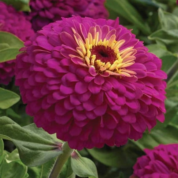 Zinnia Uproar Rose F1 Seed - NON-GMO - 25 Seeds - Walmart Business Supplies