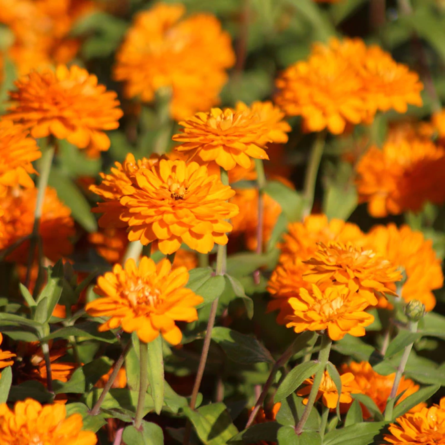 Zinnia Zahara Double Bright Orange Seed - Walmart.com