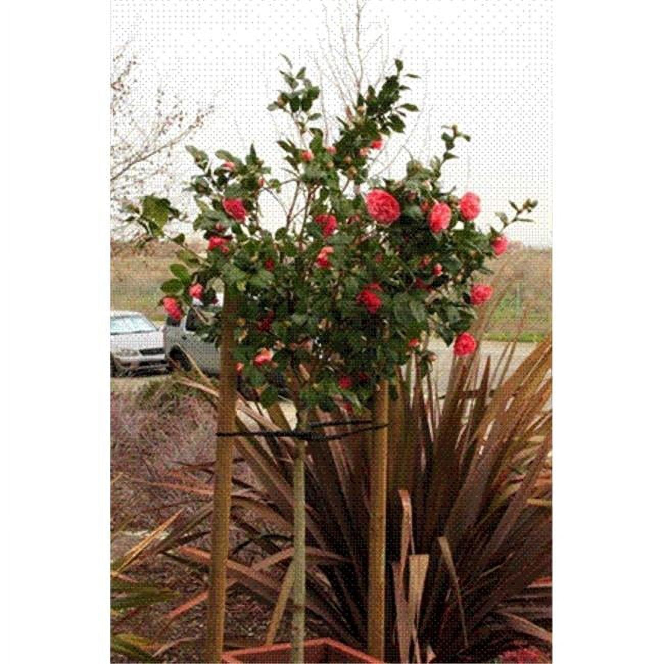 Zip-It Tree Ties 718122595693 40'' Tree Ties - Walmart.com