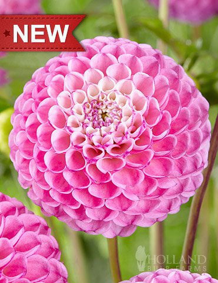 Zippity Do Da Dahlia - Walmart.com