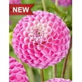 Zippity Do Da Dahlia - Walmart.com