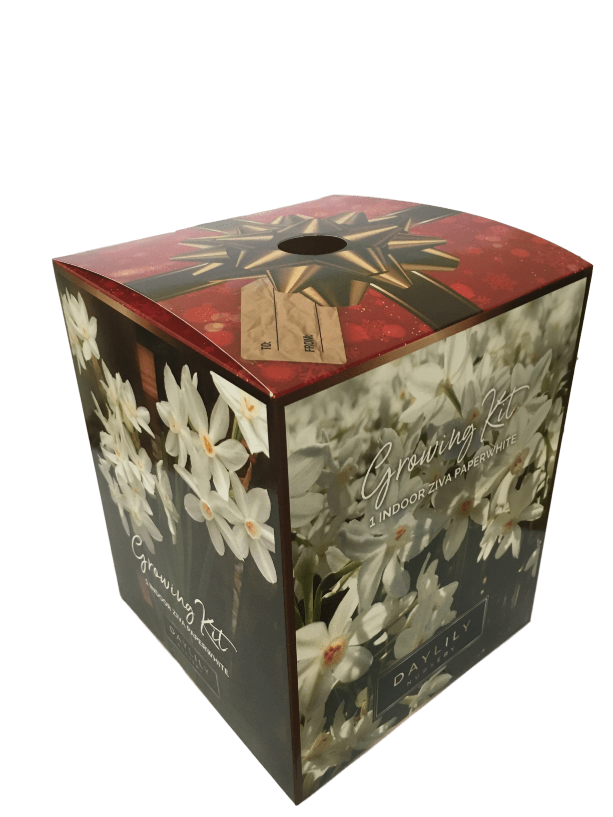 Ziva Paperwhite Bulbs in an Elegant Box, 3 Bulbs with a Plastic ...