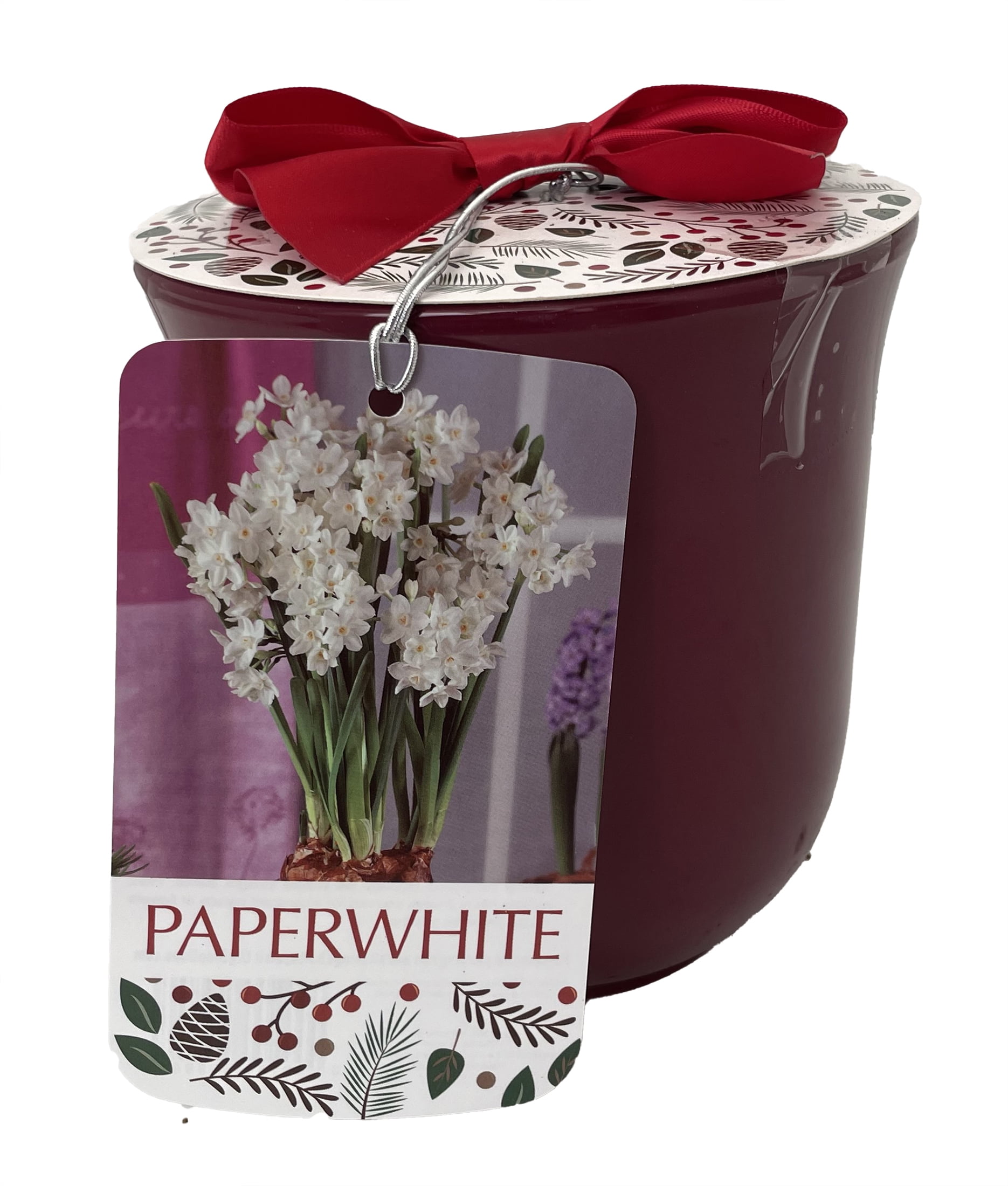 Ziva Paperwhite Growing Kit Bourdeaux Ceramic Pot - 3 Bulbs/Pot ...
