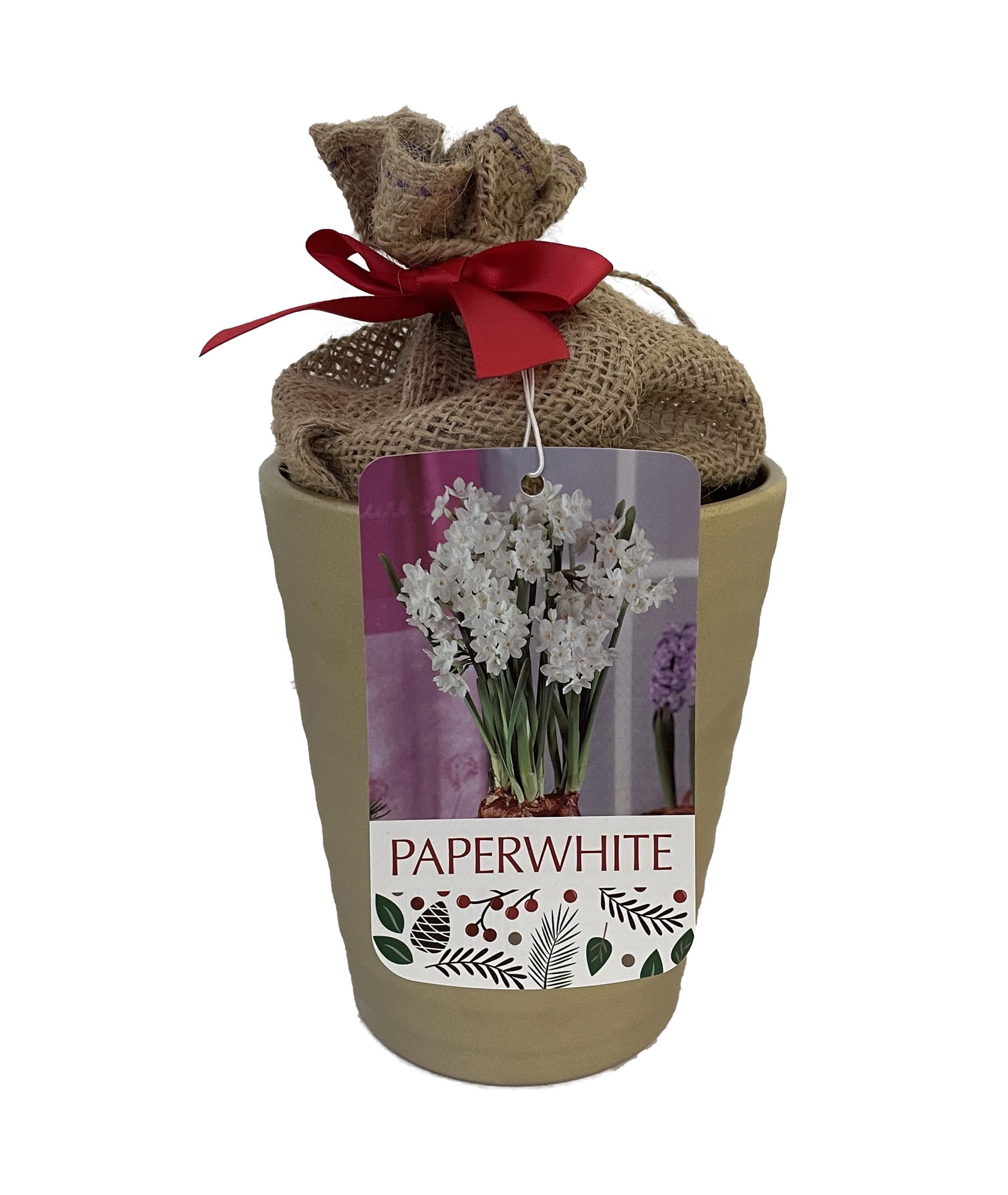 Ziva Paperwhite Growing Kit Gold Ceramic Pot - 3 Bulbs/Pot/Planting ...