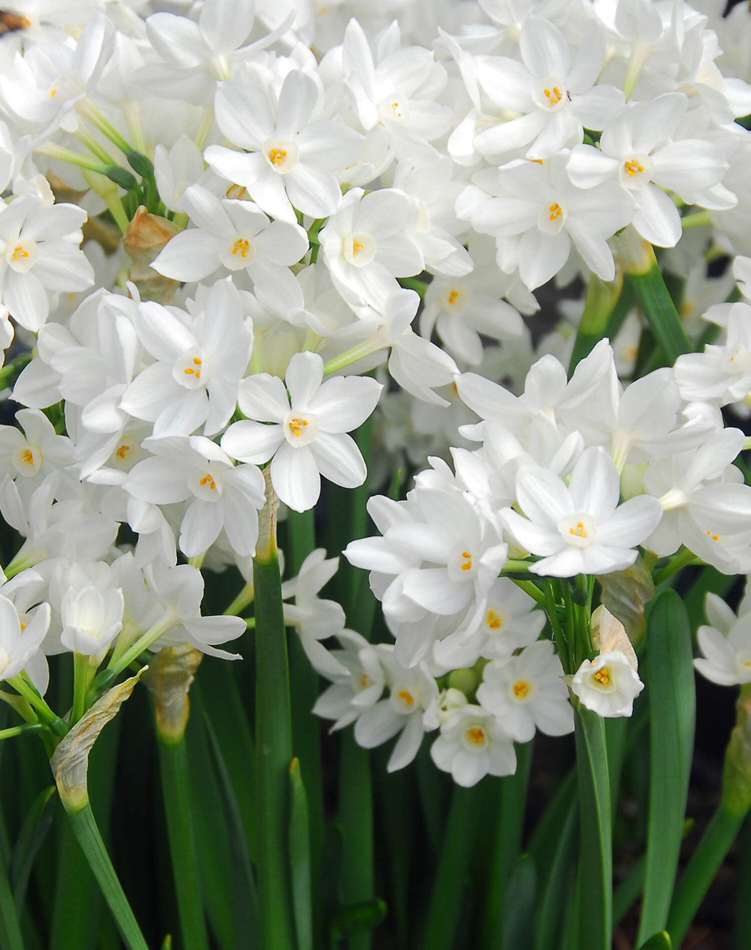 Ziva Jumbo Paperwhites - 10 bulbs - Walmart.com