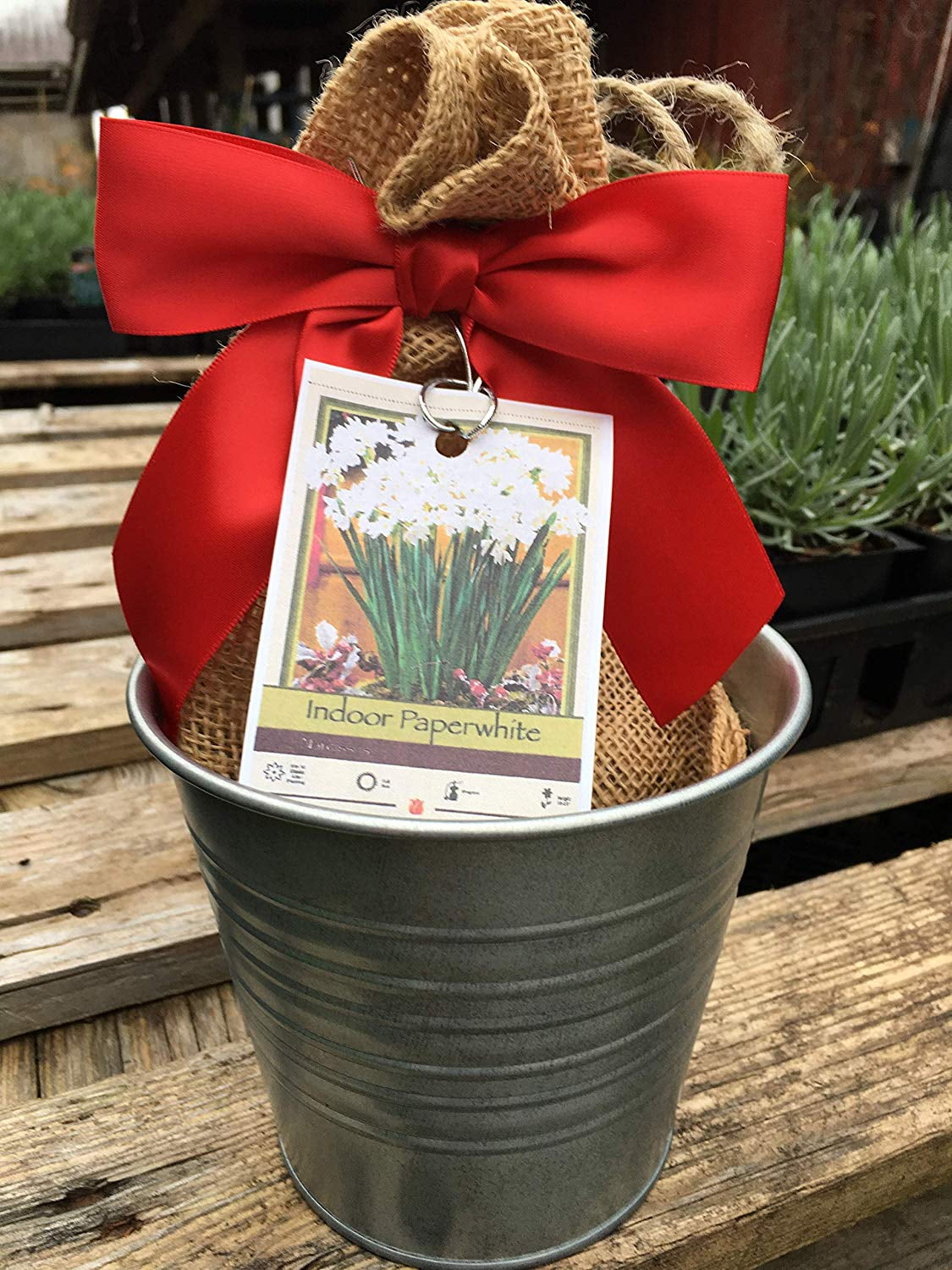 Ziva Paperwhites, 3 Bulbs in a Rustic Silver Tin Pot, With a Burlap ...