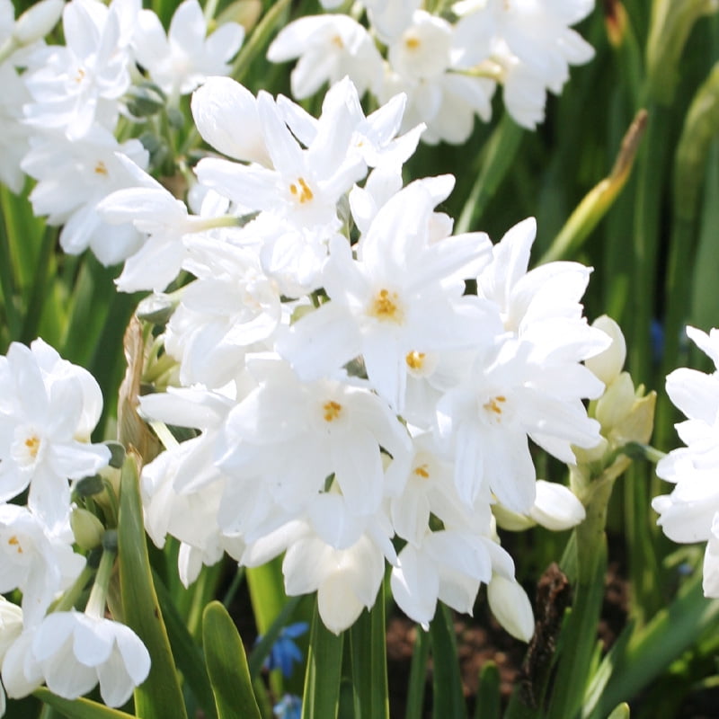 Ziva Paperwhites Flower Bulbs - 5 Bulbs per Pack - Pleasantly Scented ...
