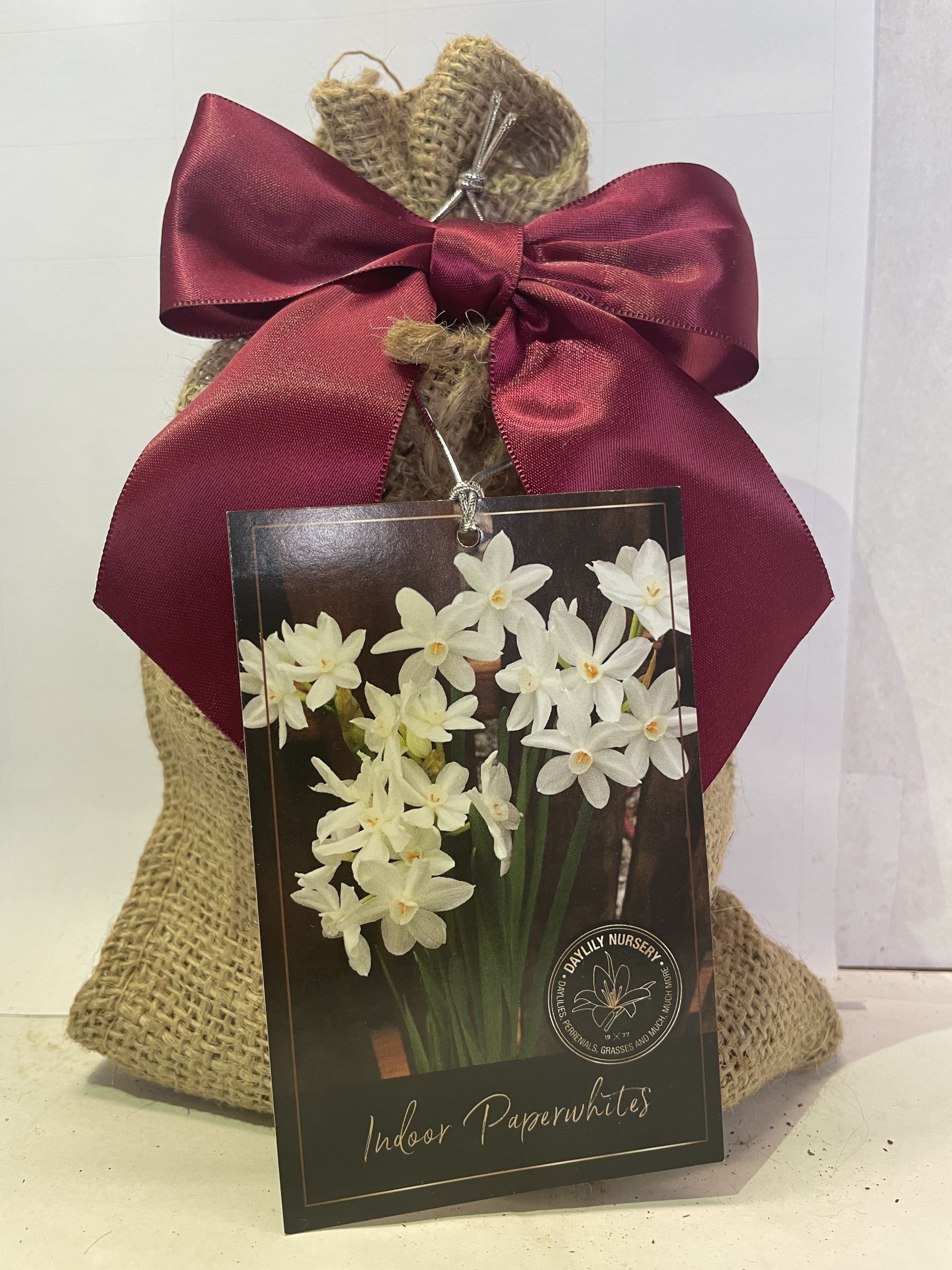 Ziva Paperwhites Gift with Satin Bow 13-15cm -5 Bulbs In a Beautiful ...