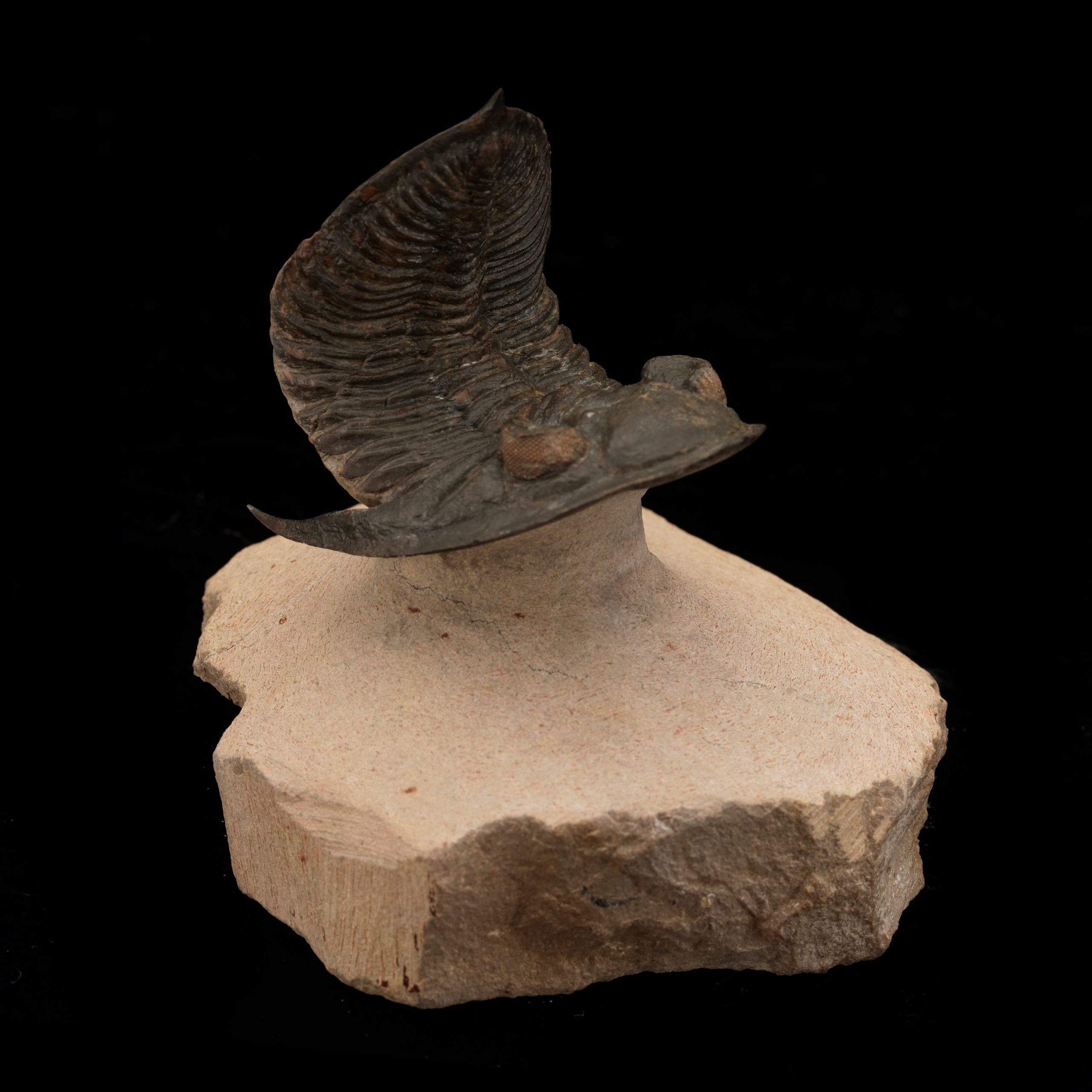 Zlichovaspis Rugosa Trilobite Fossil From Morocco // 160 Grams ...