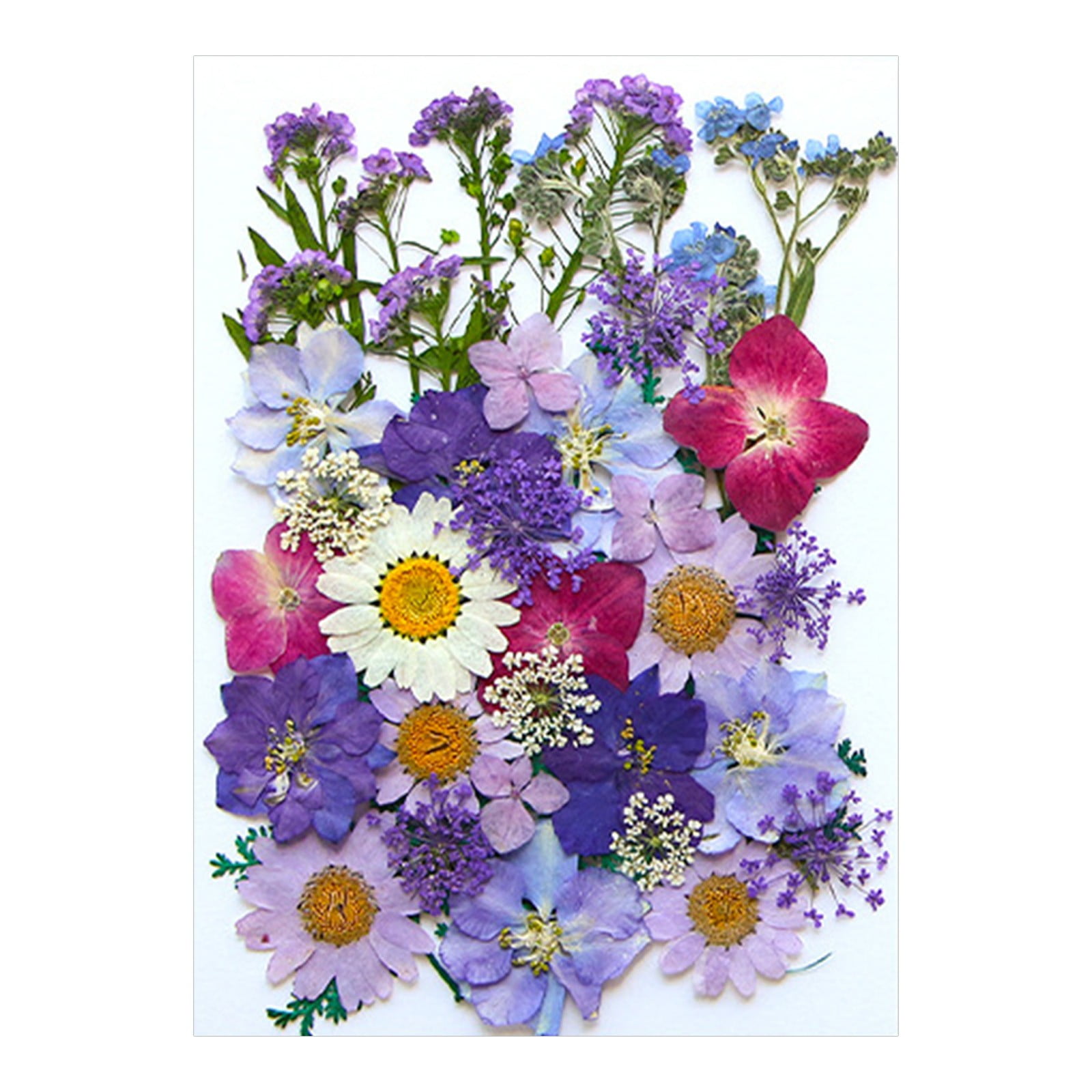 Zmeidao Clearance Dried Pressed Flowers for Resin, Real Pressed Flowers ...