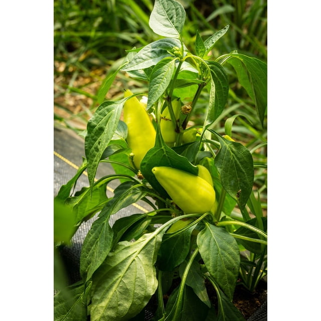 Zoltans Paprika Sweet Pepper Premium Seed Packet - Walmart Business ...