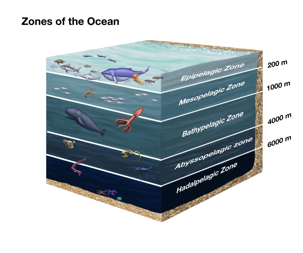 Zones of the Ocean Poster Print by Spencer Sutton/Science Source (24 x ...