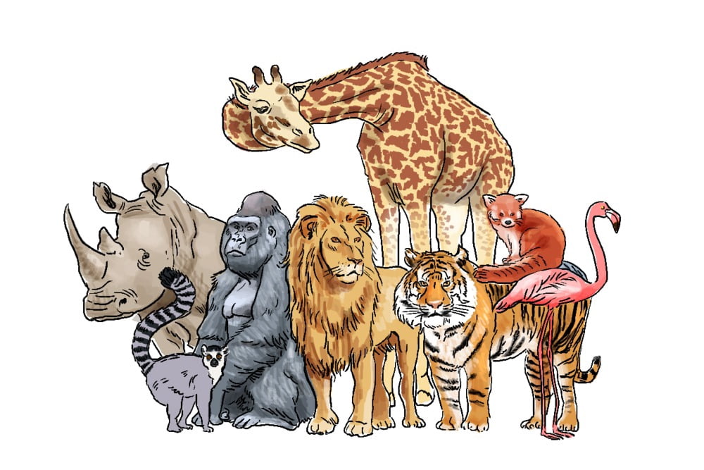 Zoo Animals, Giraffe, Lion, Tiger, Gorilla, Rhino, Lemur, Red Panda ...