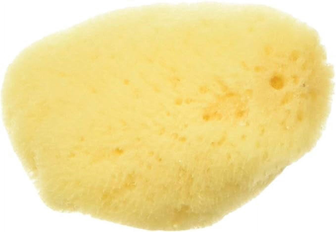Zoo Med All Natural Hermit Crab Sea Sponge - Walmart.com