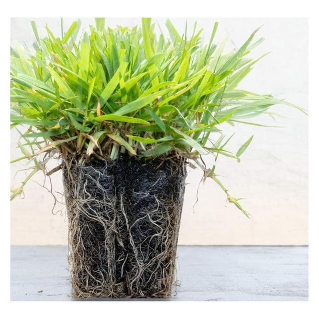 Zoysia Plugs 200 Full Zoysia Grass Plugs Mature Roots Individually Grown