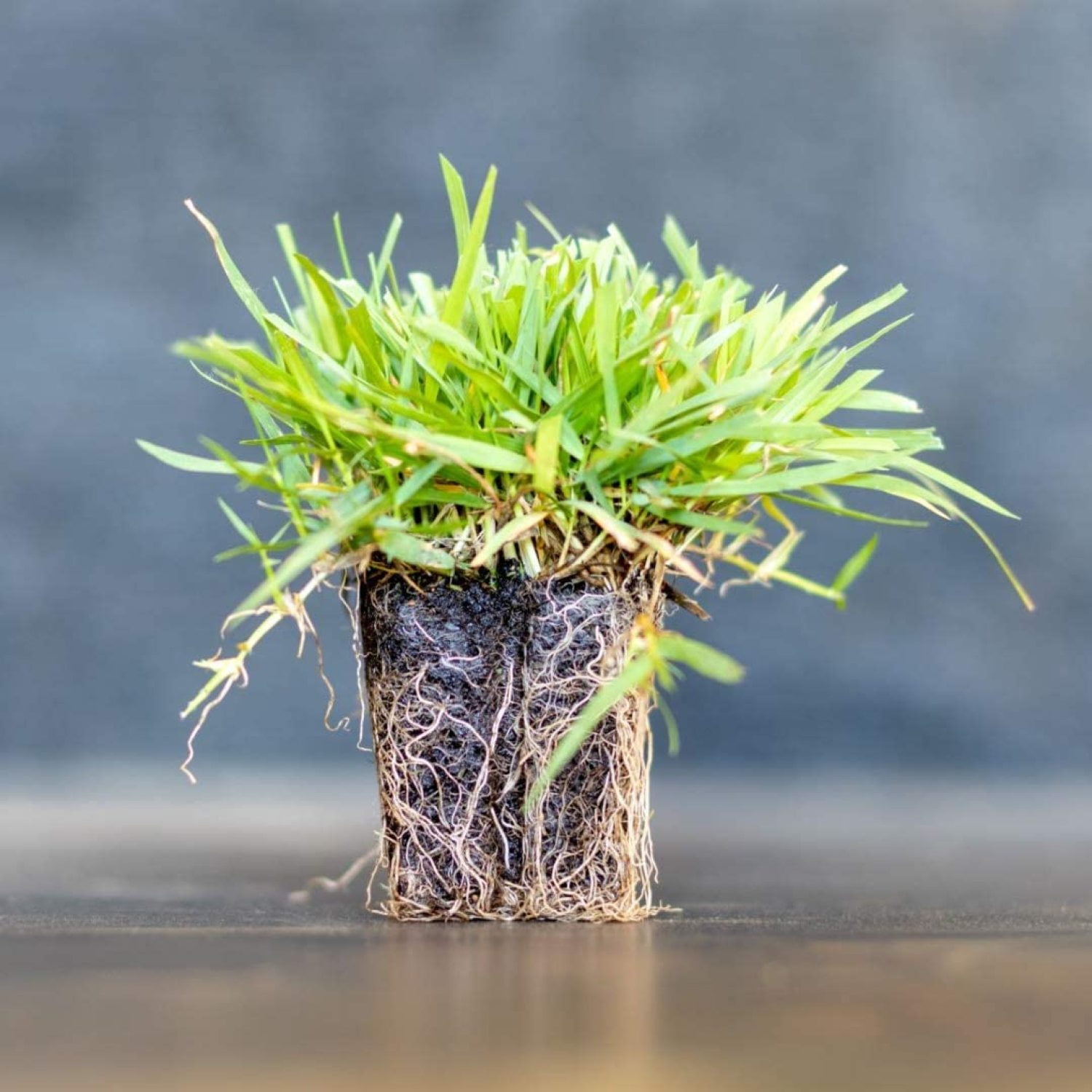 Zoysia Plugs - 50 Full & Lush Grass Plugs | Mature Roots | Individually ...