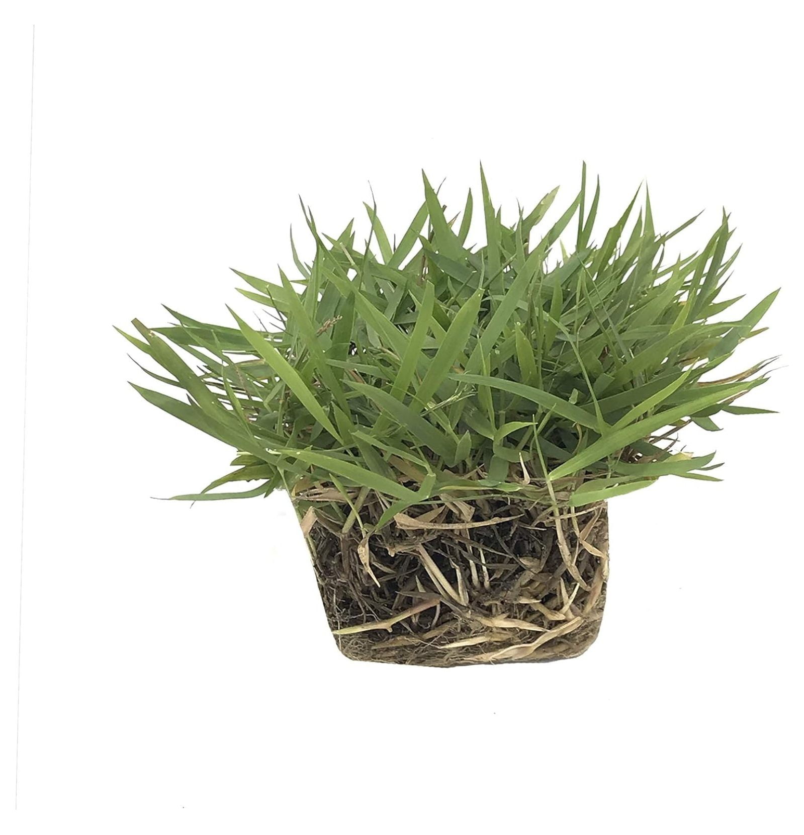 Zoysia Sod Plugs - 54 Large 3" x 3" Plugs - Drought, Salt & Shade ...