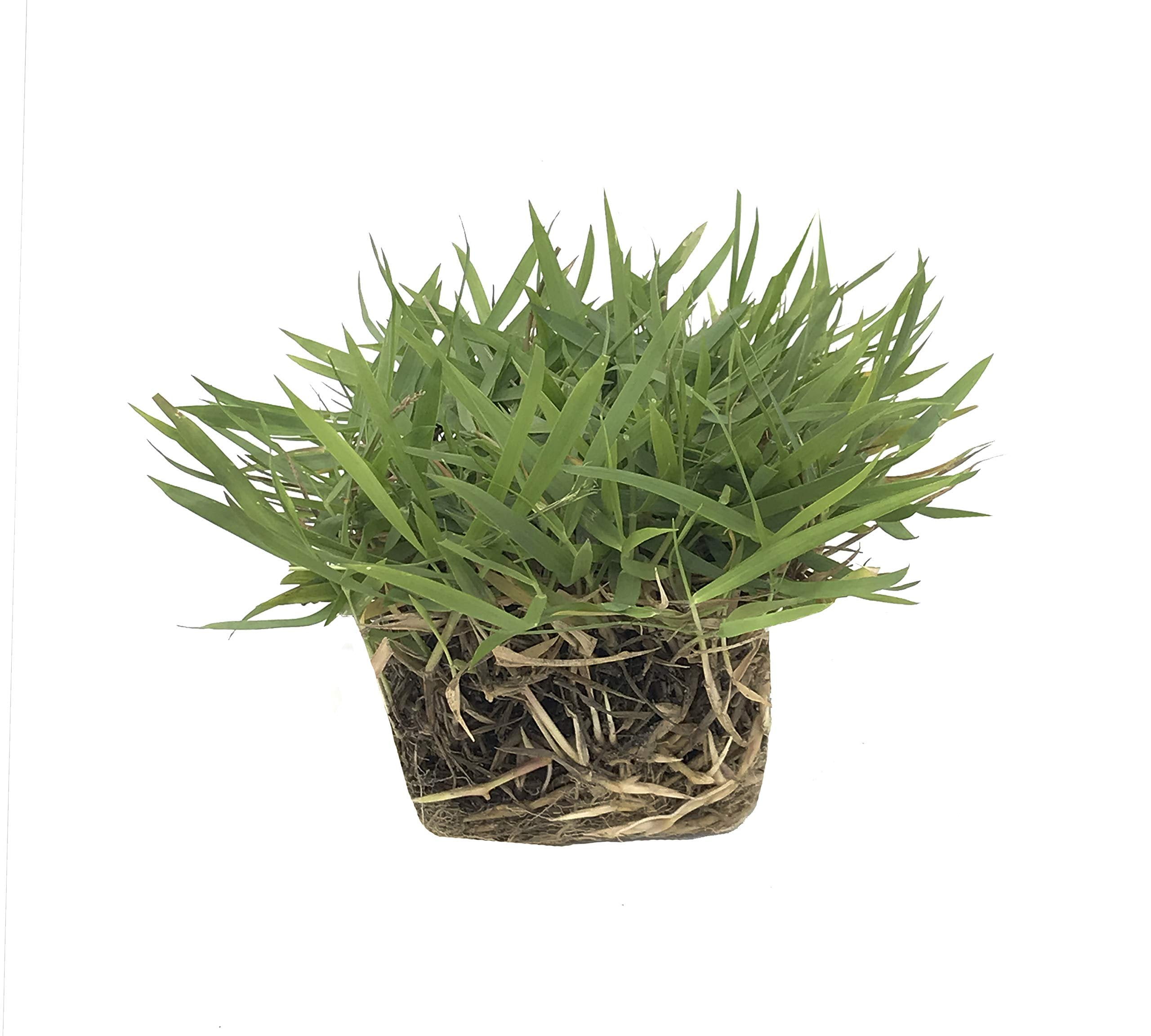 Zoysia Sod Plugs - 72 Large 3" x 3" Plugs - Drought, Salt & Shade ...