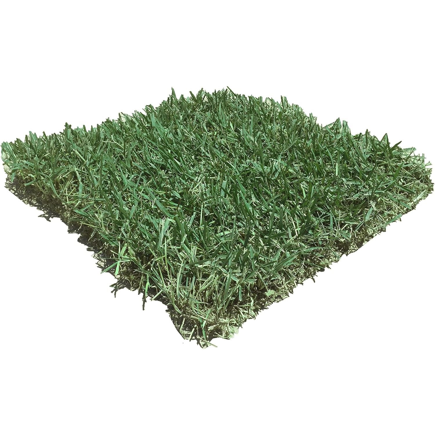 Zoysia Sod Slab for Plugs - Walmart.com