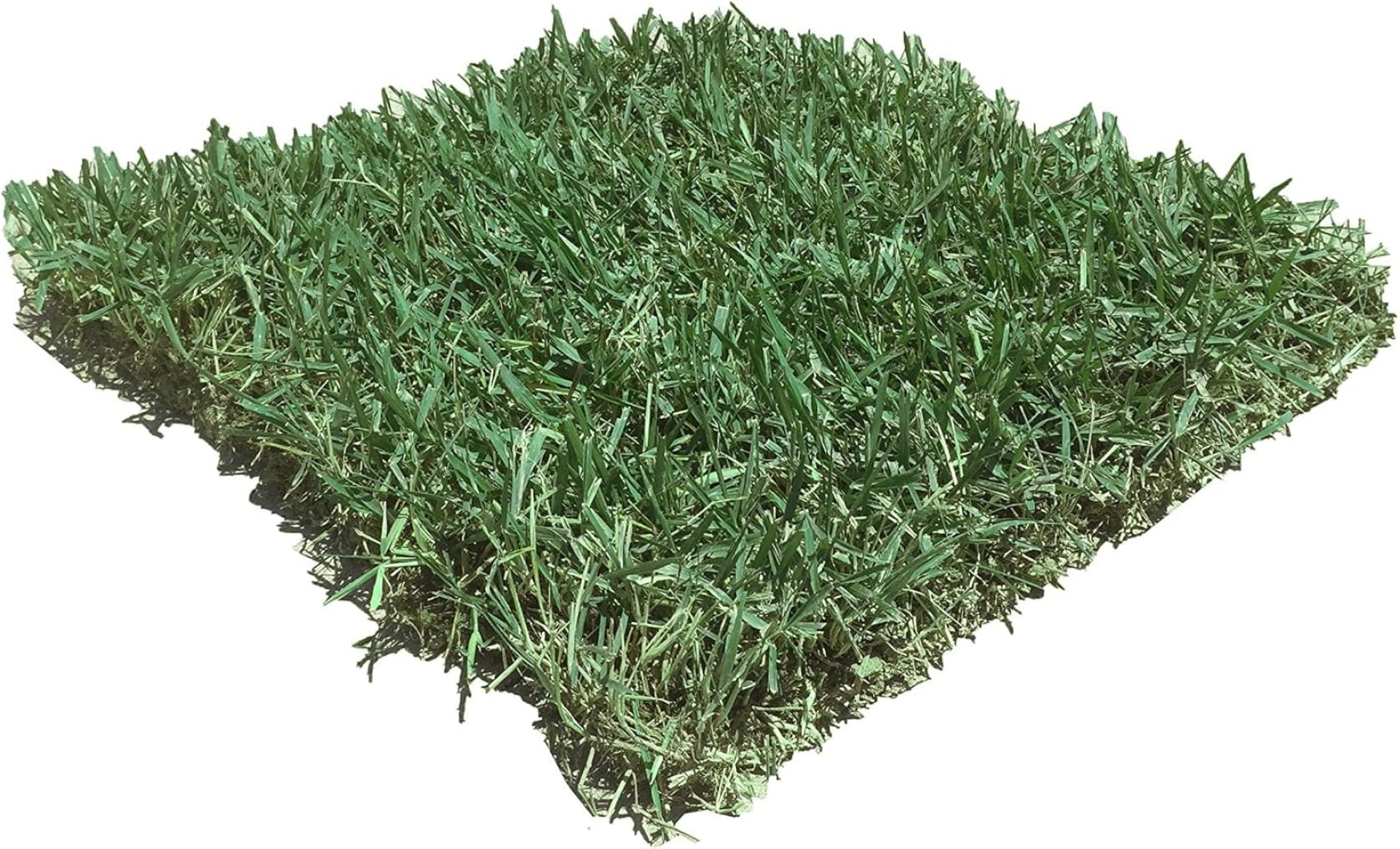 Zoysia Sod Slab for Plugs - Walmart.com