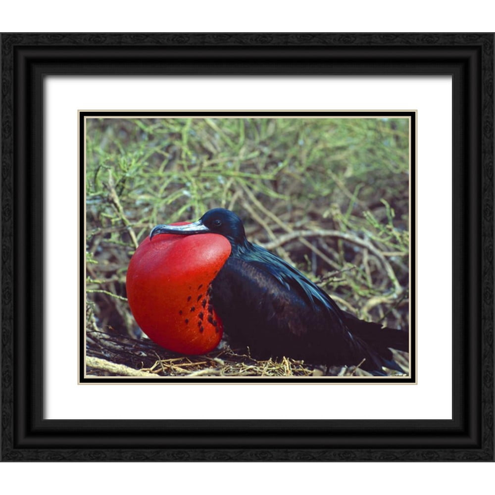 Zuckerman, Jim 14x12 Black Ornate Wood Framed with Double Matting ...