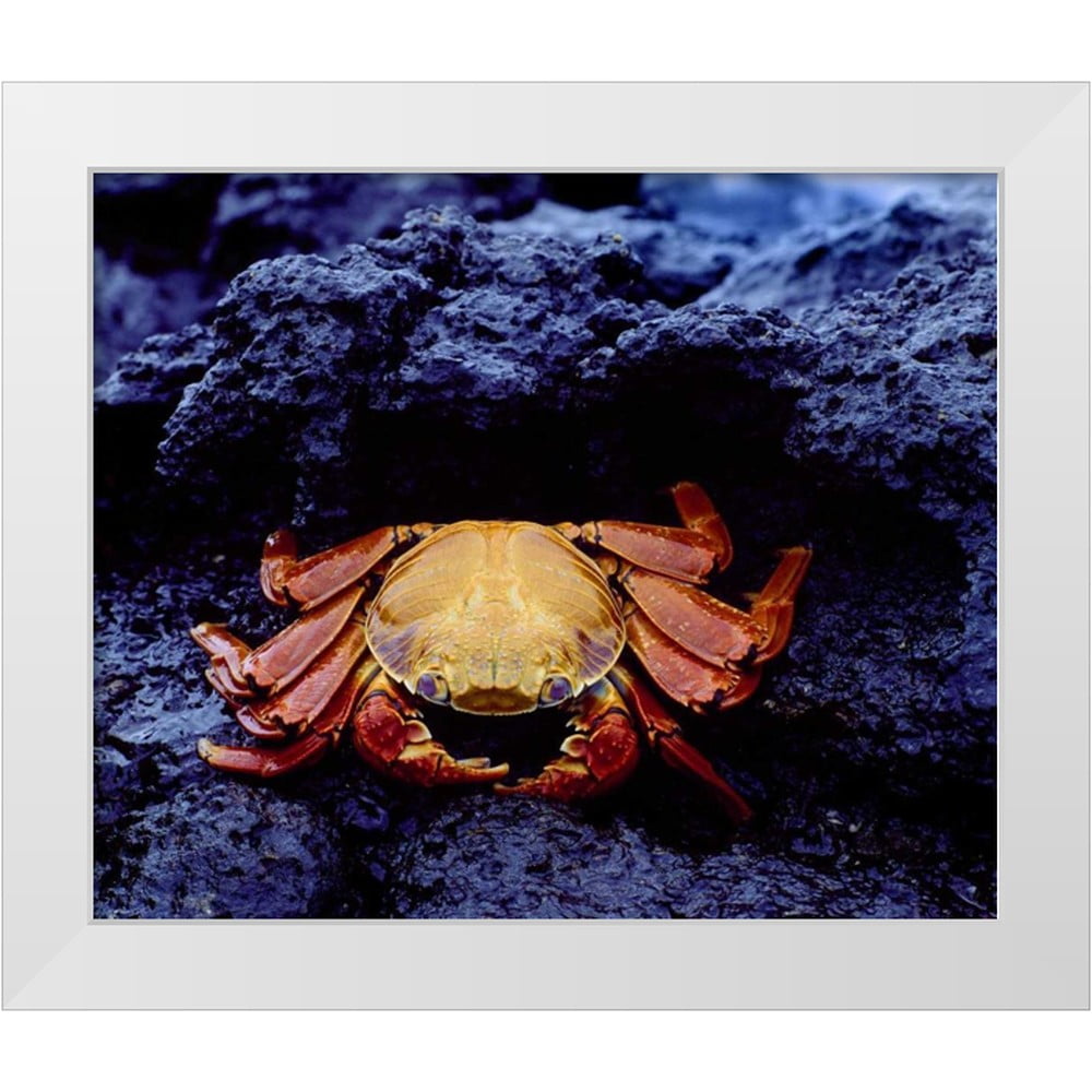 Zuckerman, Jim 17x15 White Modern Wood Framed Museum Art Print Titled ...